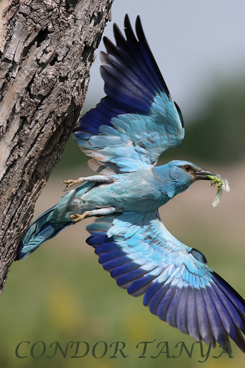 Birds & Wildlife at Kondor EcoLodge, Kiskunság National Park